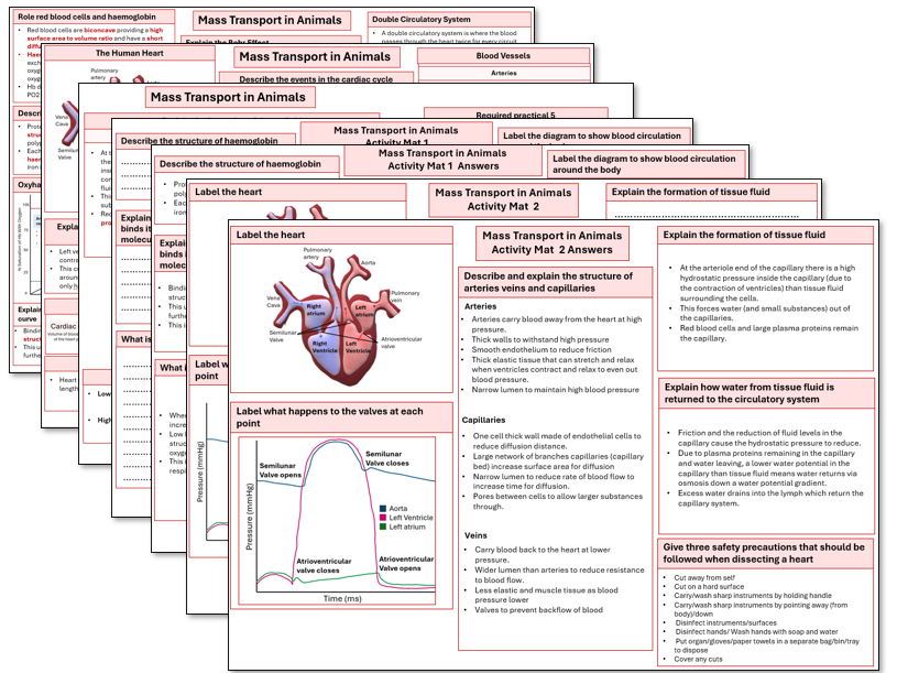 Mass Transport in Animals Revision Notes and Activity Mat | Teaching ...