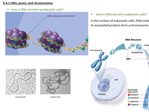3.4.1 DNA, genes, and chromosomes: revision resource for A level AQA ...