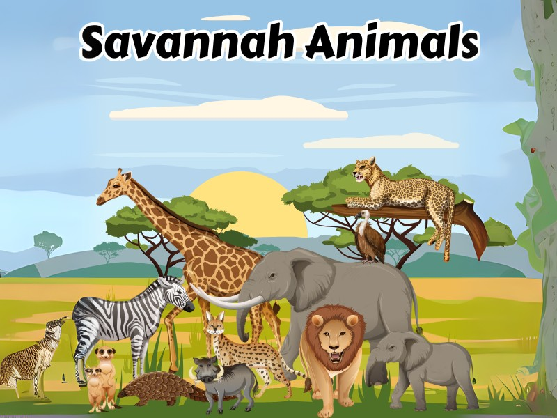 Savannah Animals Fun Facts Flashcards | Teaching Resources