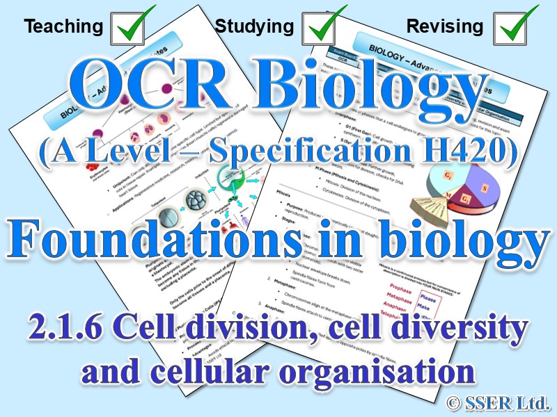 BIOA_OCR Topic Notes: 2.1.6 Cell division, cell diversity and cellular ...