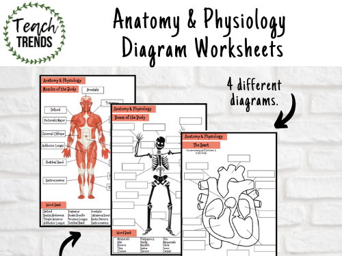 Anatomy & Physiology Diagram Worksheets | Teaching Resources