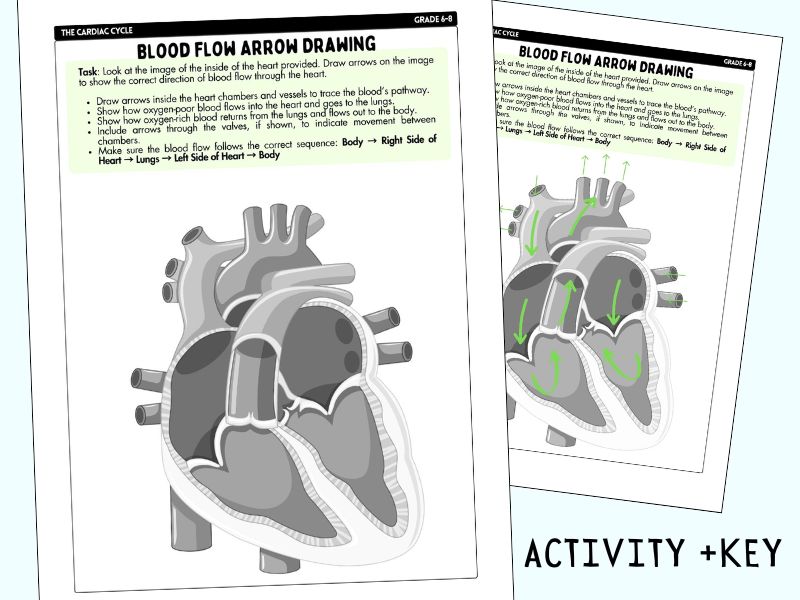 life science, Heart Anatomy Worksheet | blood flow activity, Cardiac ...