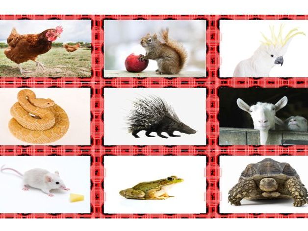 Animals 6 Spanish Photo Game Bundle | Teaching Resources