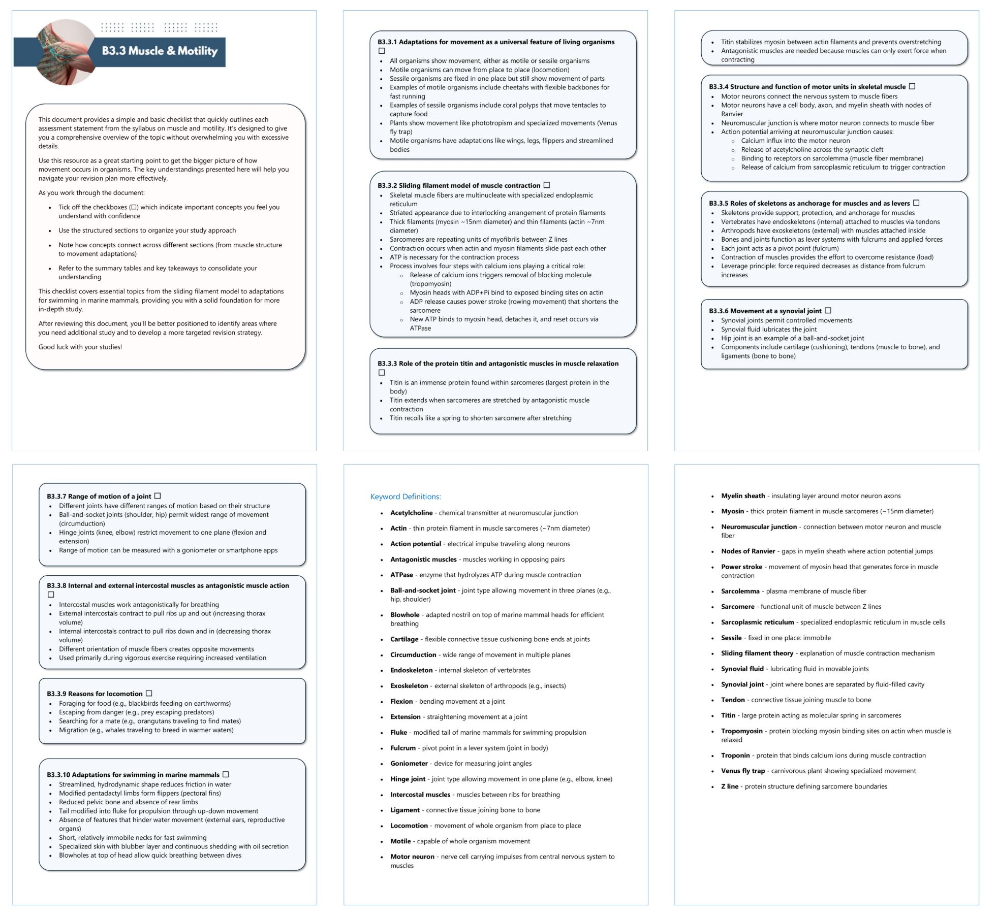 IB DP Biology B3.3 Muscle and Motility Condensed Topic Notes 2026 ...