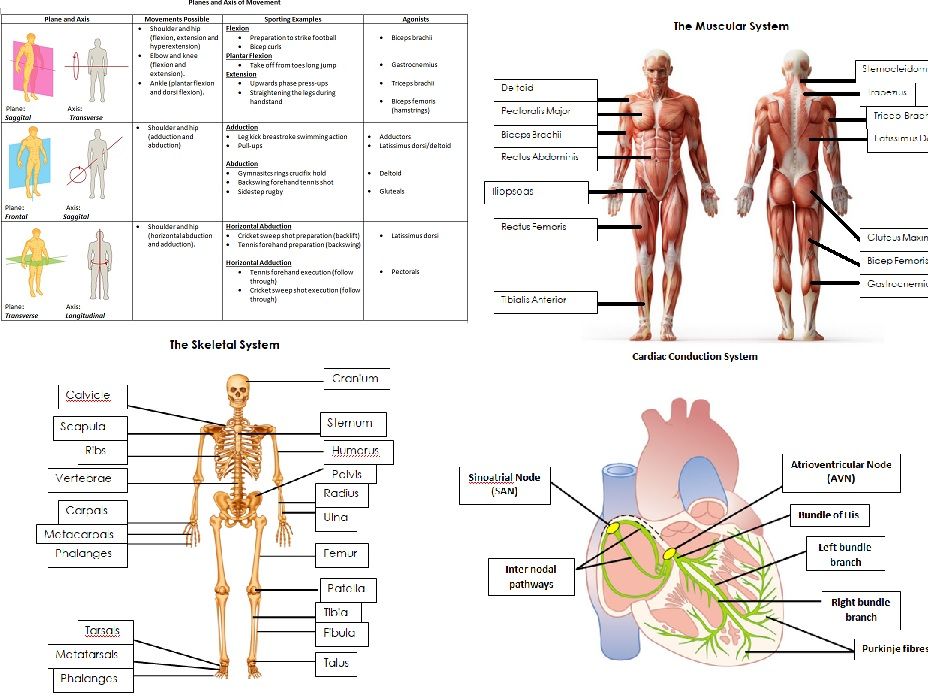 Anatomy And Physiology Worksheets Printable Printable Word Searches