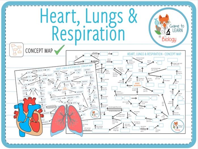 Heart, Lungs & Respiration - Concept Map (KS4/KS5) | Teaching Resources