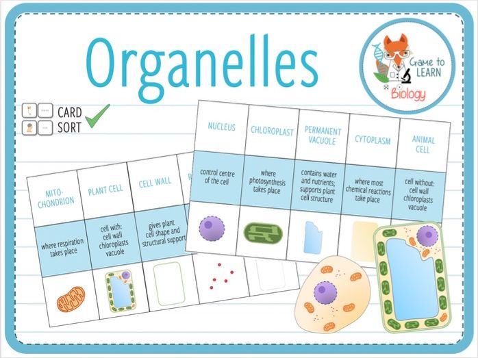 Organelles - Card Sort (KS3/4) | Teaching Resources