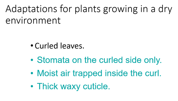 B4.9 Factors affecting transpiration | Teaching Resources