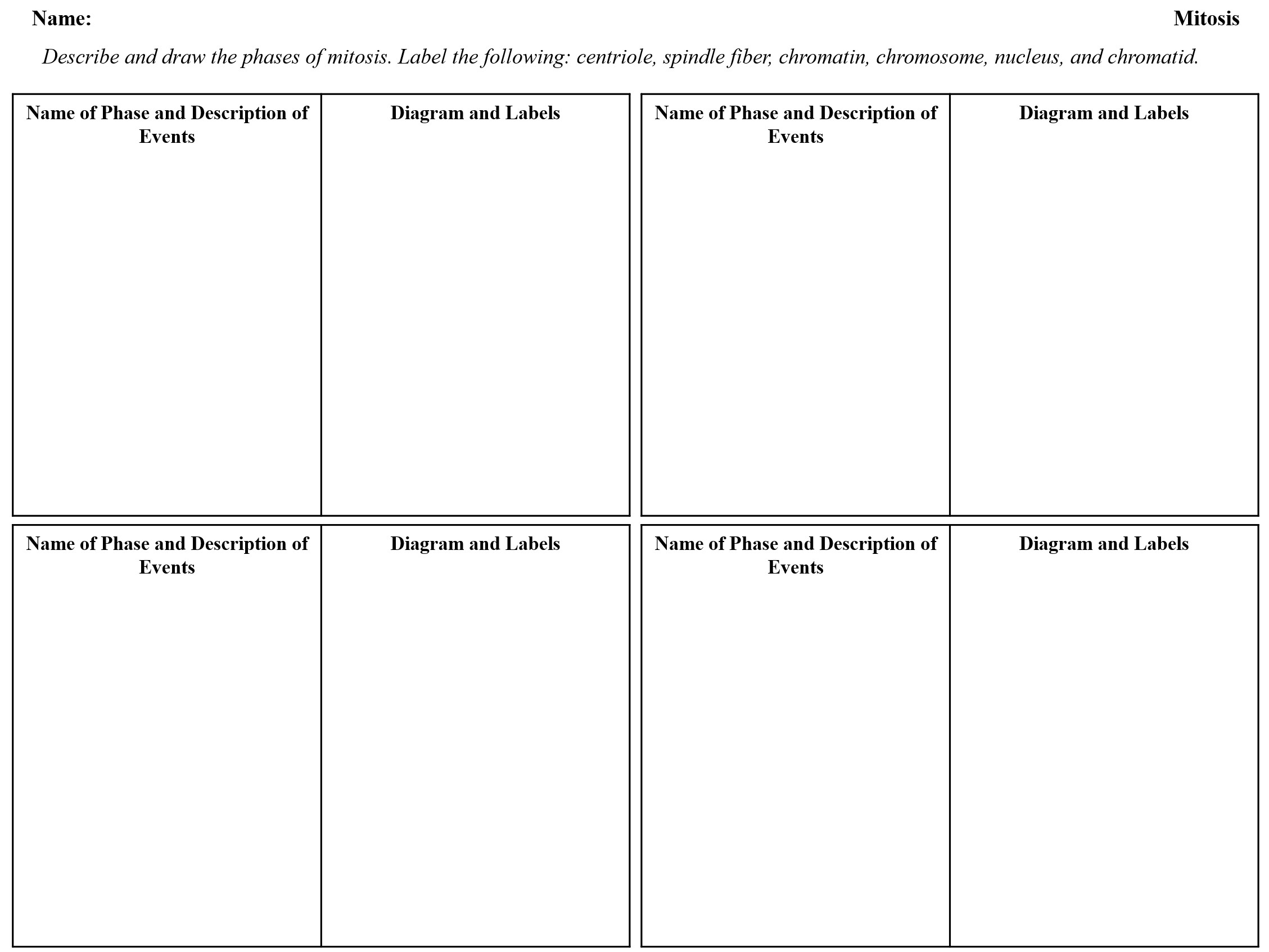 Mitosis Graphic Organizer Activity | Teaching Resources