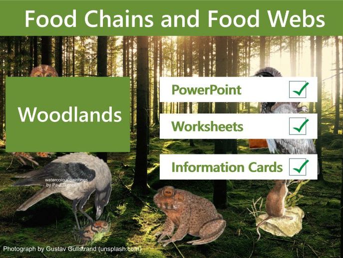 Food Chains and Food Webs - Woodlands | Teaching Resources