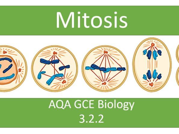 Mitosis and the Cell cycle | Teaching Resources