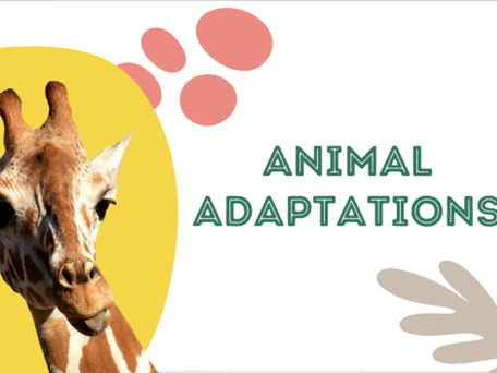Science- Animals and their Adaptations | Teaching Resources