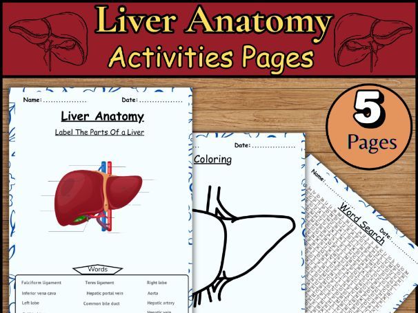 Liver anatomy/Word search/Label /Coloring page/Biology worksheet ...