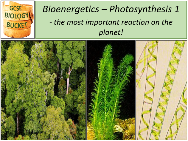 AQA GCSE Biology: Photosynthesis 1 - the reaction, leaf adaptations ...