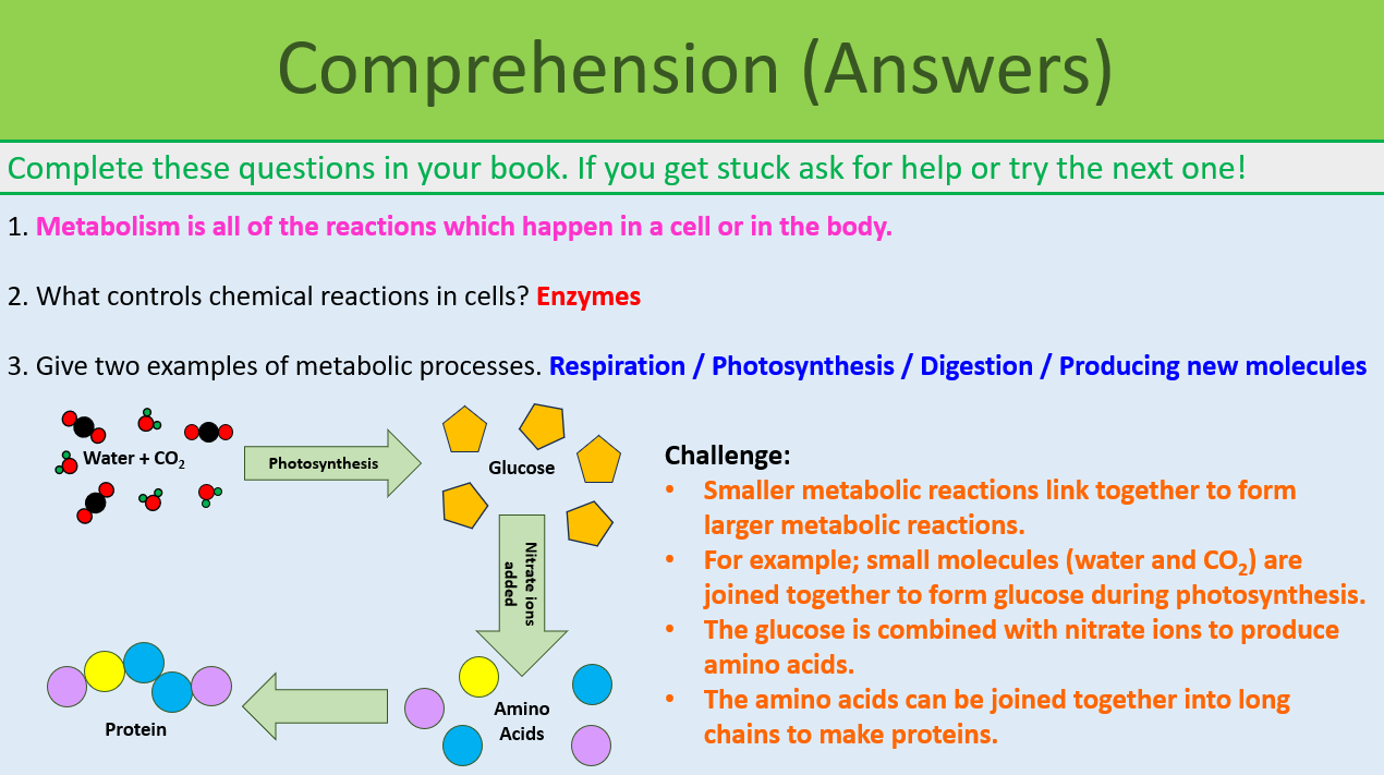 Metabolism Lesson Gcse Biology Teaching Resources
