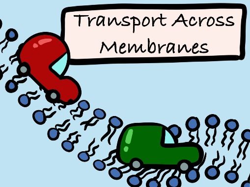 A Level - Transport Across Membranes | Teaching Resources