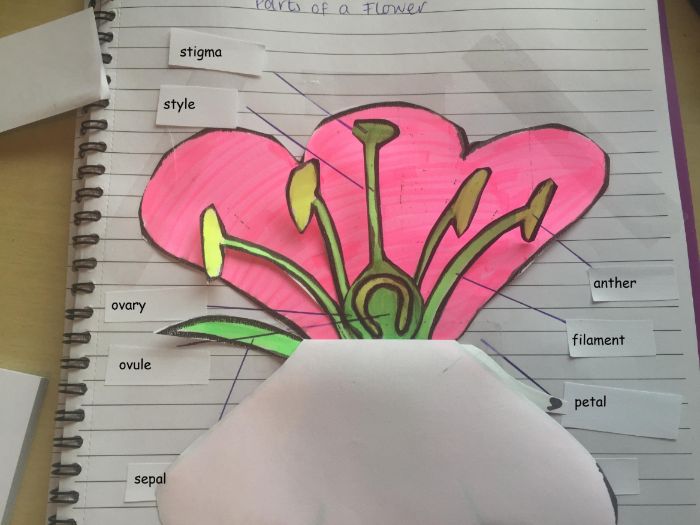 KS3 Parts Of A Flower Model Teaching Resources KS3 Parts Of A Flower Model Teaching Resources