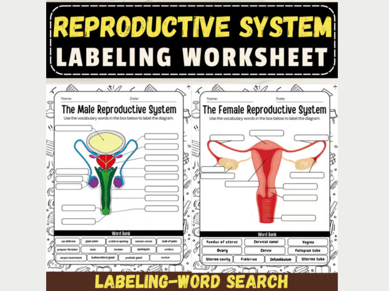 Label the Male and Female Reproductive System Worksheet: Human ...