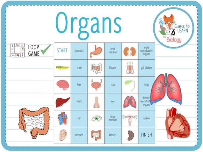 Organs - Loop Game (KS2/3) | Teaching Resources