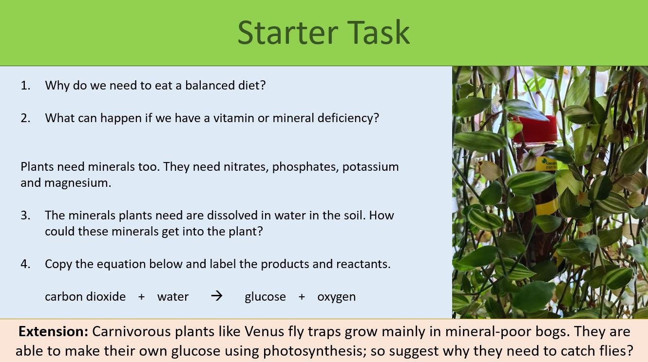 Plant Minerals ~ KS3 ~ Year 8 | Teaching Resources