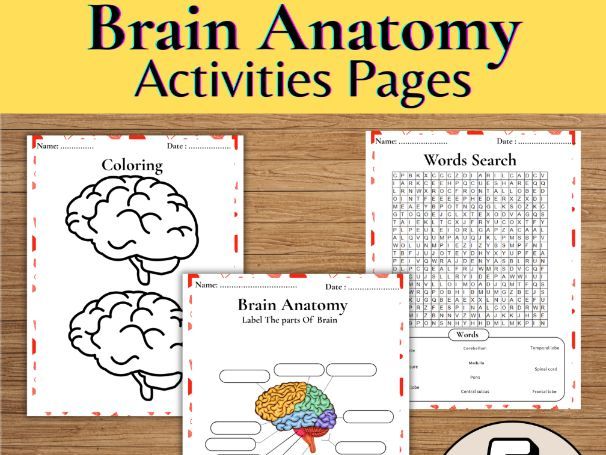 Brain anatomy/Word search science/Coloring page/Label the brain/Life ...
