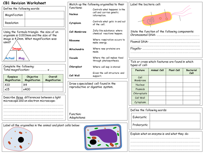 Gcse Biology Worksheets AQA GCSE 9-1 Combined Science Trilogy Higher ...