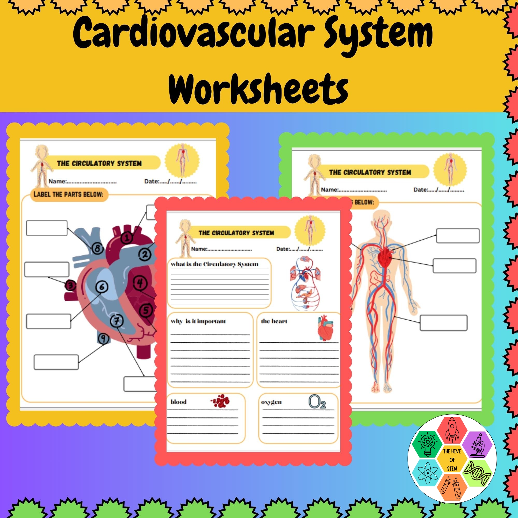 Human Body Systems | Cardiovascular System | Worksheets and activities ...