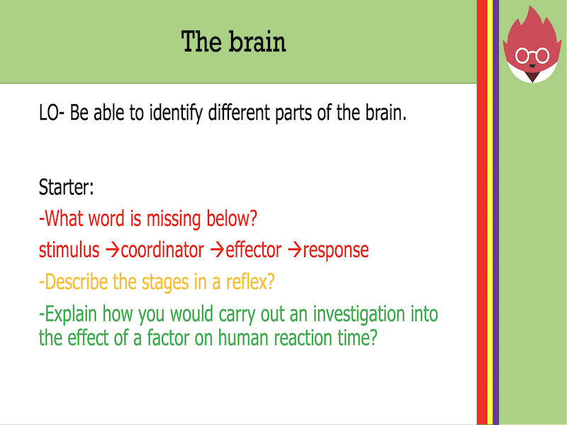 AQA GCSE Biology- The Brain | Teaching Resources