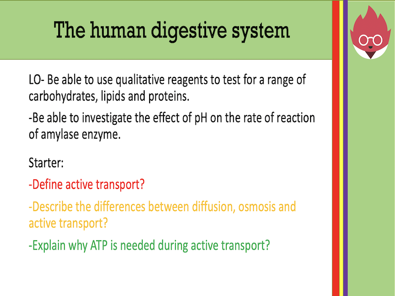 AQA GCSE Biology - The human digestive system | Teaching Resources