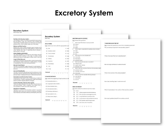 Excretory System Worksheet Free Esl Printable Worksheets Made By Teachers
