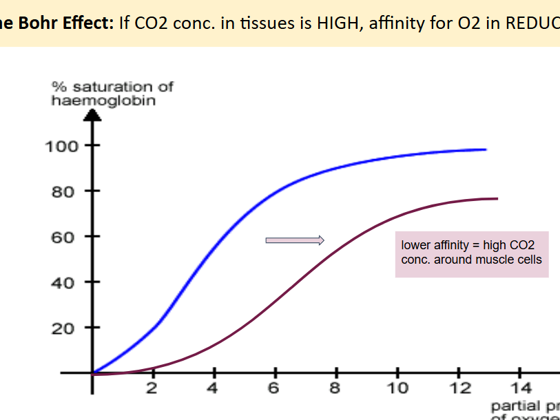 Haemoglobin and Oxygen Dissociation Curves IAL Biology Edexcel ...