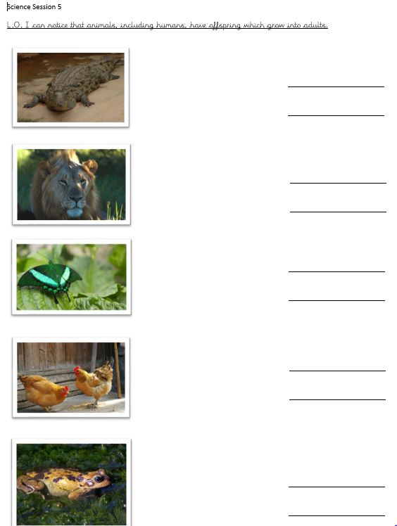 KS1 Science Offspring | Teaching Resources