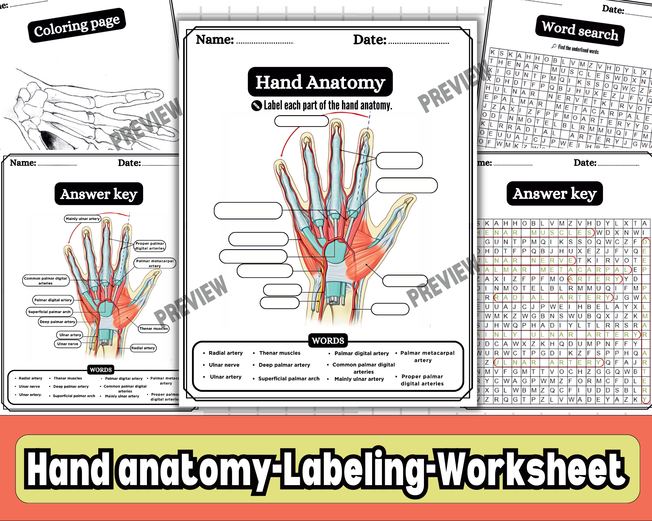 Hand Anatomy Worksheet | Bones of the Hand Labeling Diagram | Word ...