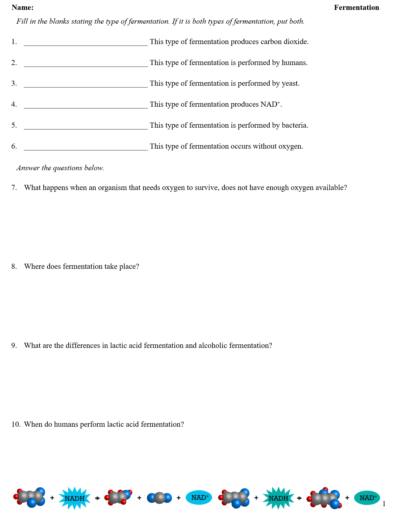 Cellular Respiration: Fermentation Worksheets | Teaching Resources