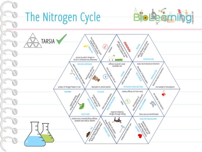 Nitrogen Cycle - 6x Activities and Games | Teaching Resources
