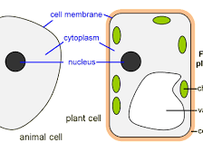 Photosynthesis / Cells | Teaching Resources