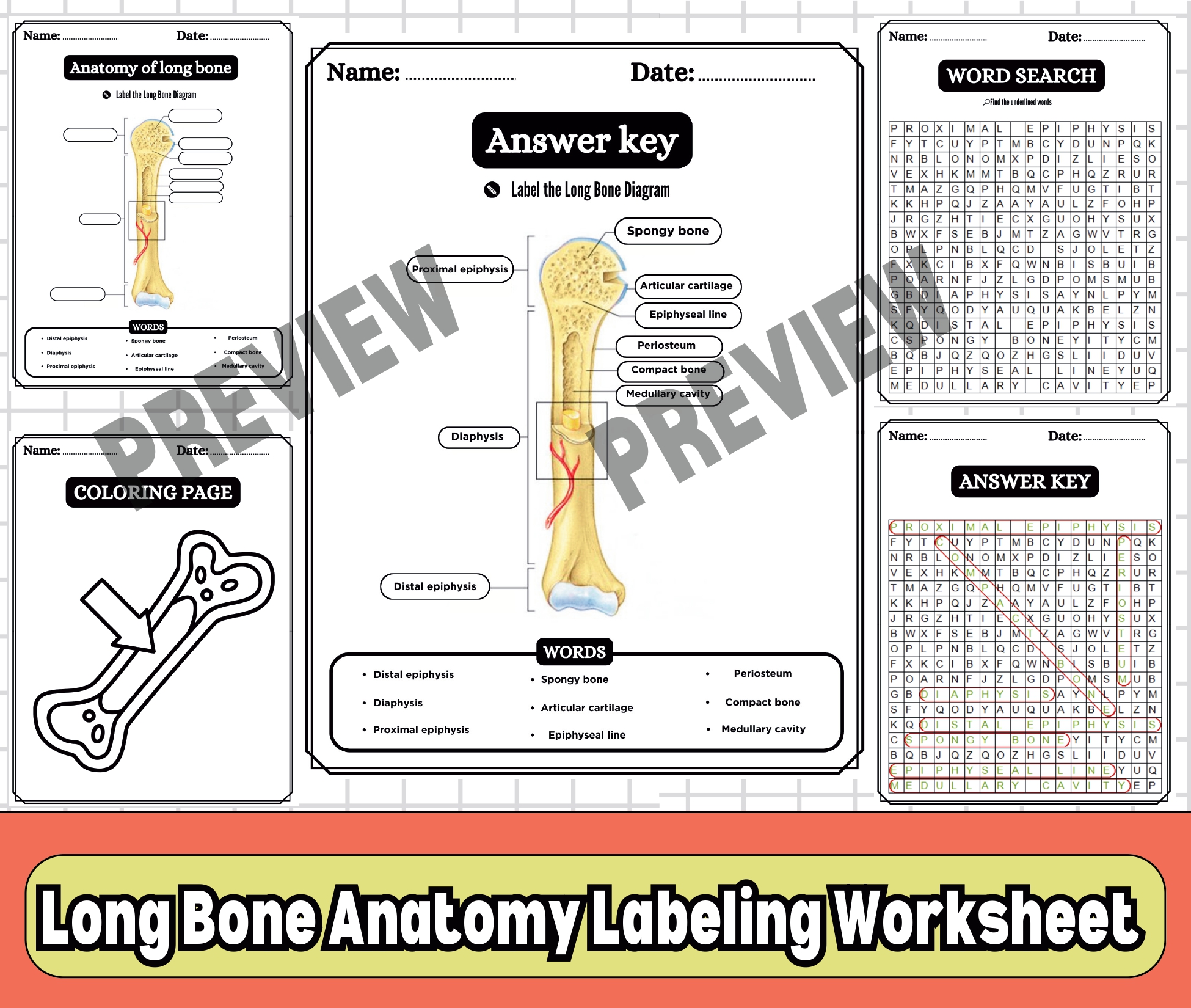 Label the Long Bone Diagram-Long Bone Anatomy Labeling Worksheet ...