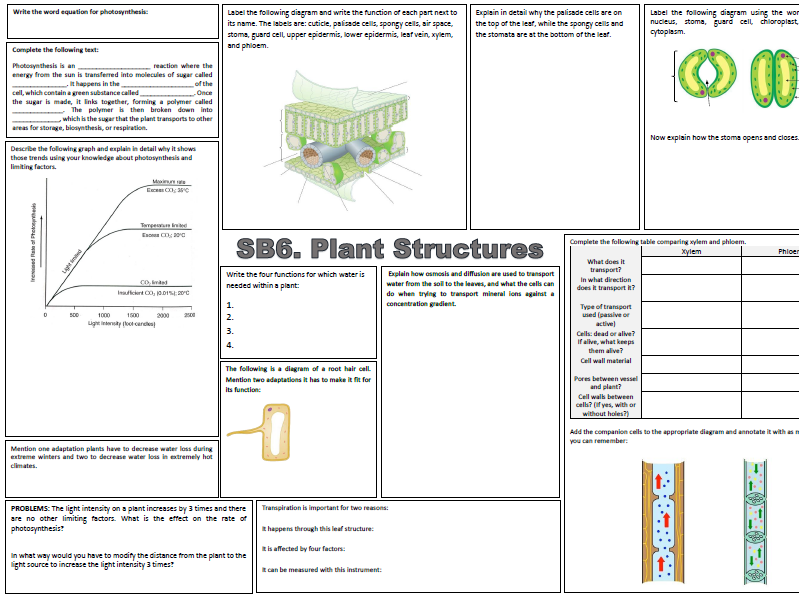 Plant Structures Revision Mat Worksheet (SB6 Edexcel) | Teaching Resources