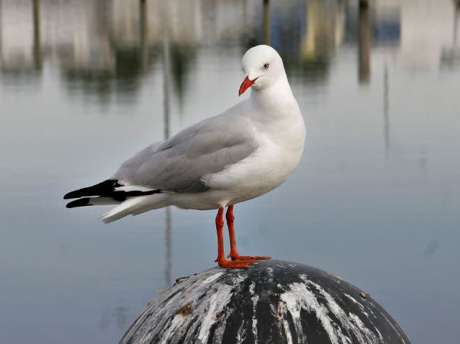 Marine Science - Sea Birds | Teaching Resources