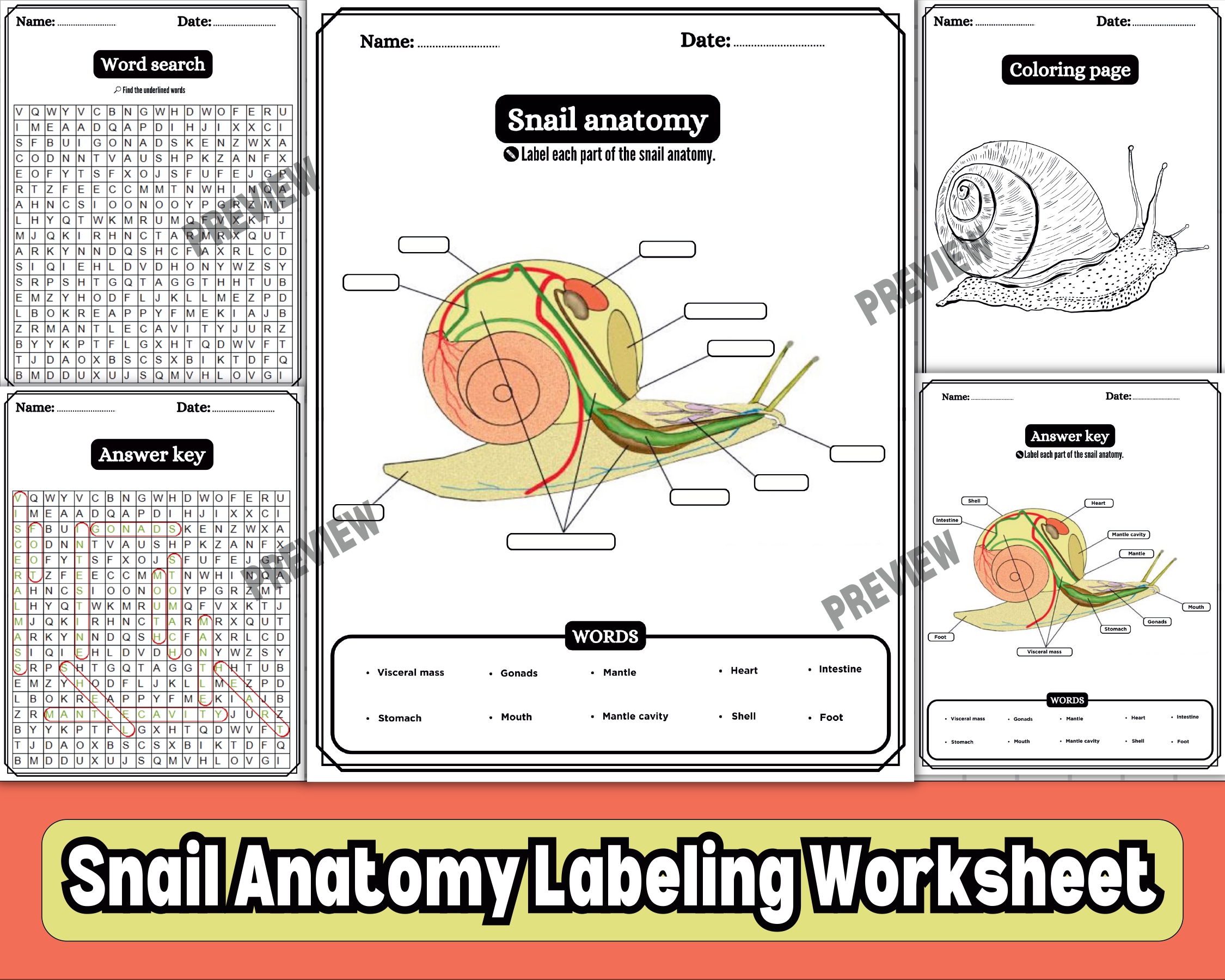 Snail Anatomy-Parts of a Snail Labeling Worksheets,Diagram,Coloring ...