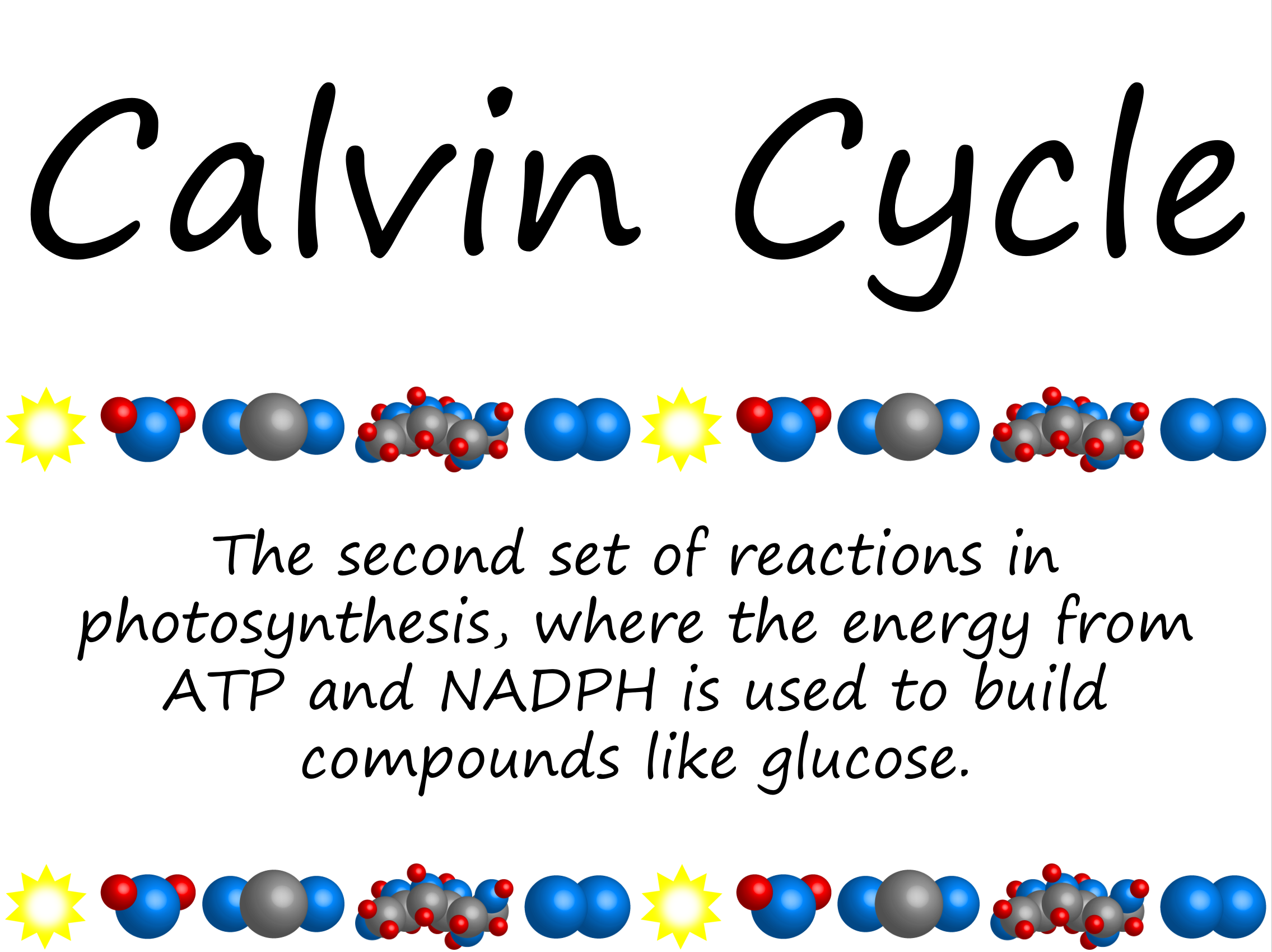 Photosynthesis Vocabulary Cards Word Wall | Teaching Resources