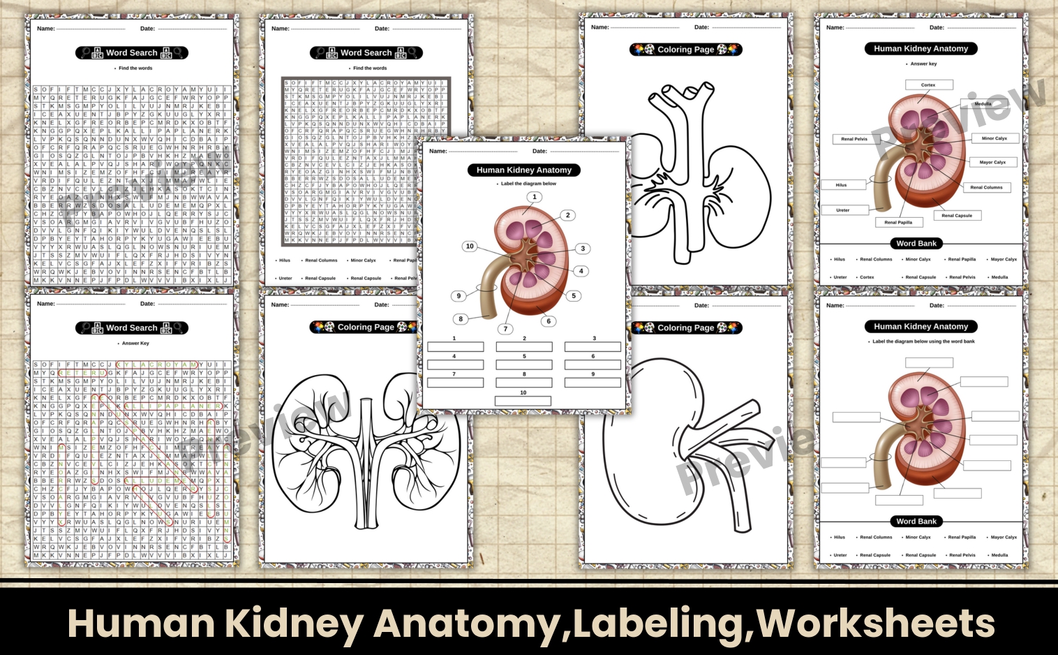 Human Kidney Anatomy-Kidney Labeled Diagram,Word search,Coloring ...