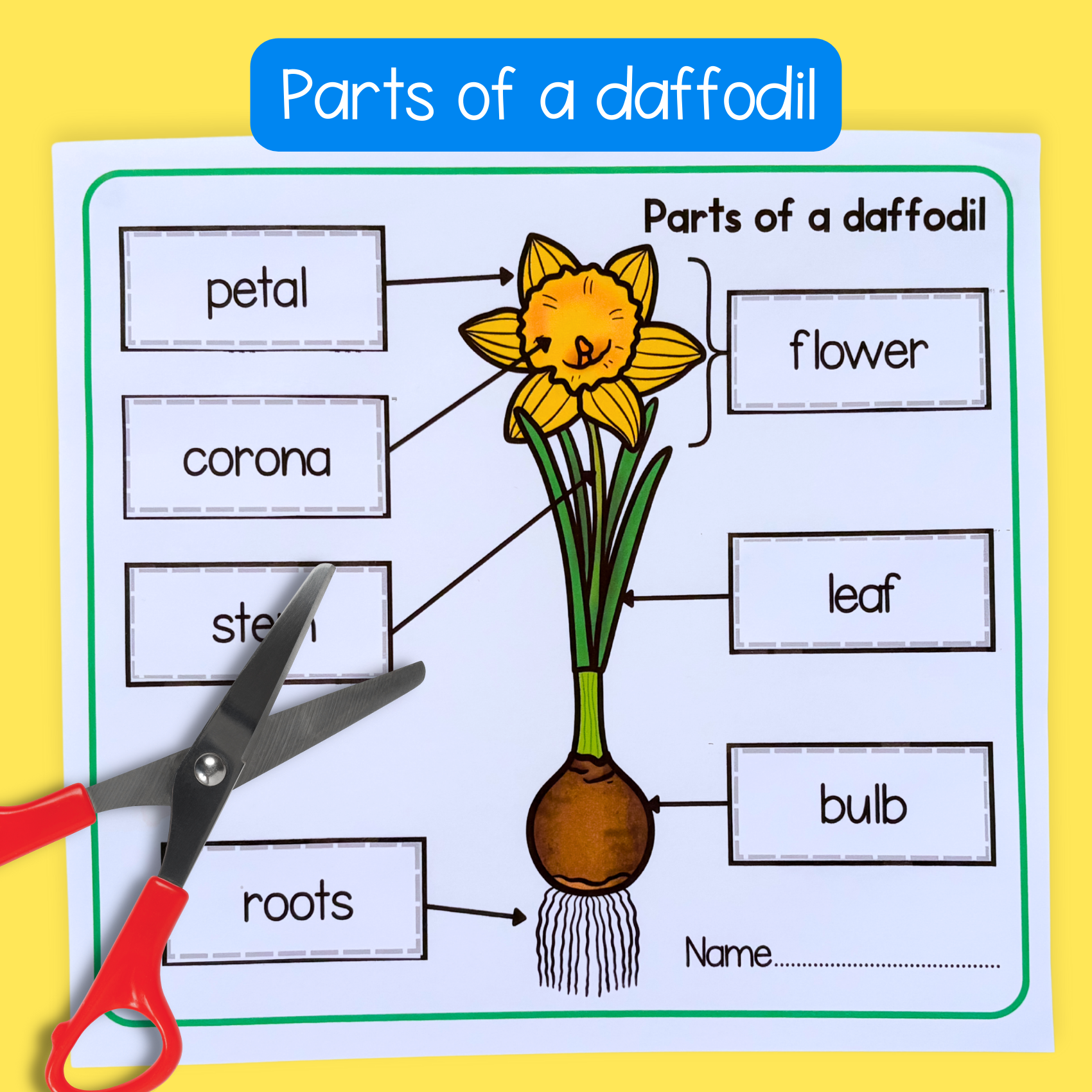 Life cycle of a daffodil flower spring science foldout activity KS1 KS2 ...