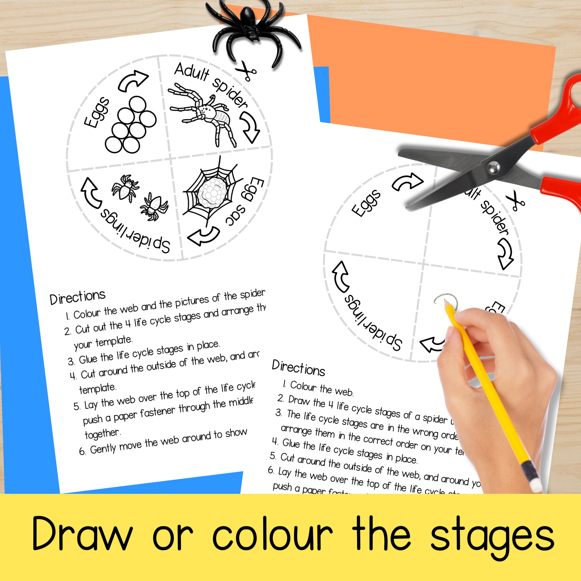 Spider life cycle spinner wheel science cut and paste craft activity ...
