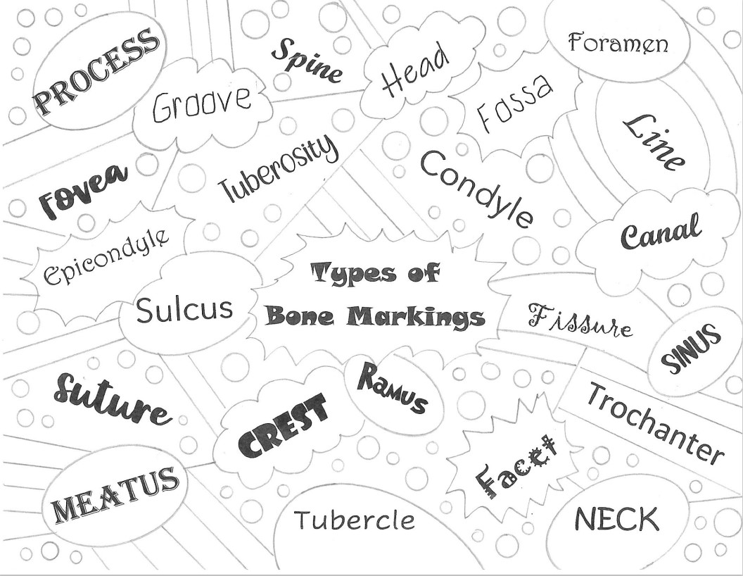 Skeletal System Types Of Bone Markings Word Collage Coloring Anatomy Skeletal System Types Of Bone Markings Word Collage Coloring Anatomy