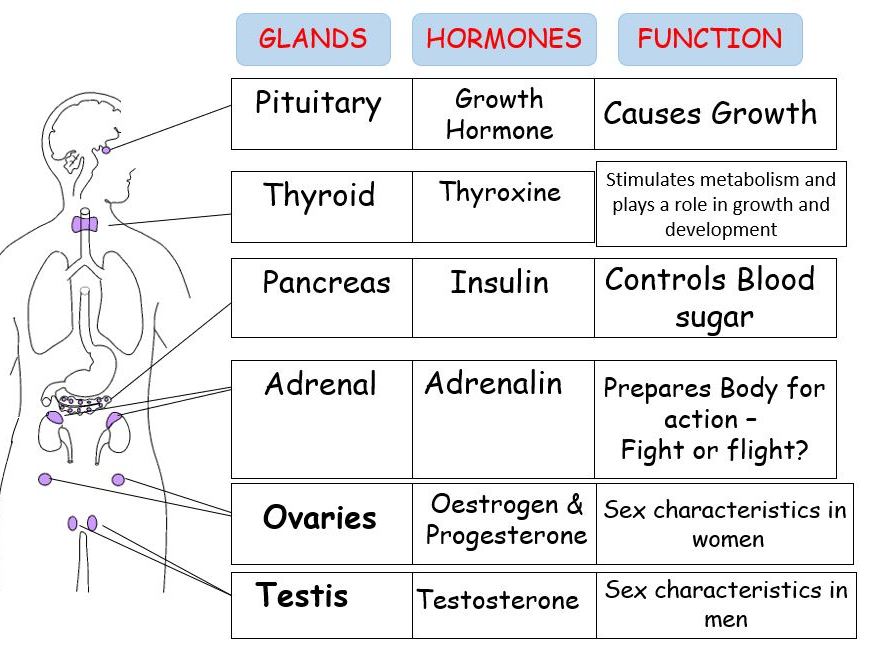 The Endocrine System and Blood Glucose - Revision lesson | Teaching ...