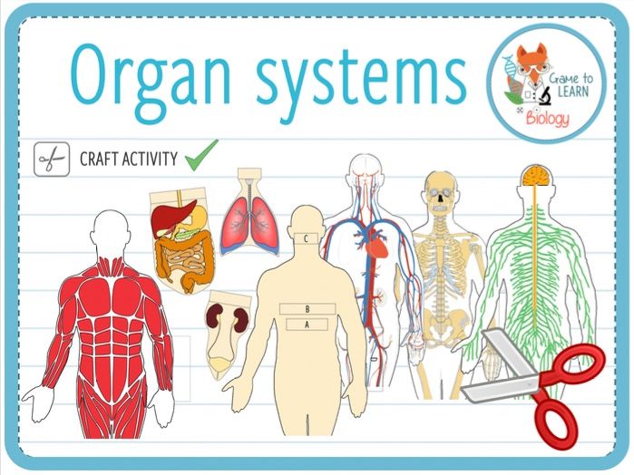 Organ systems - Craft activity / Model (KS3/4) | Teaching Resources