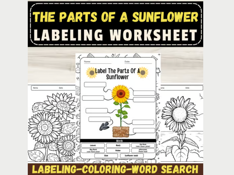 Label the Parts of a Sunflower Anatomy: September Activities ...