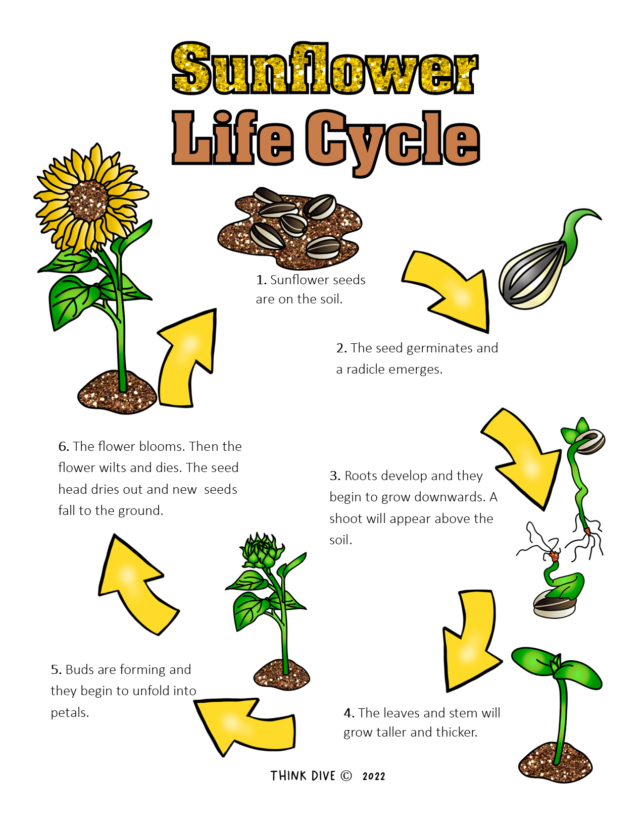 Sunflower Life Cycle | Biomimicry Project Based Learning STEAM ...