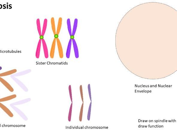 A Level Biology - Mitosis Drag and Drop | Teaching Resources